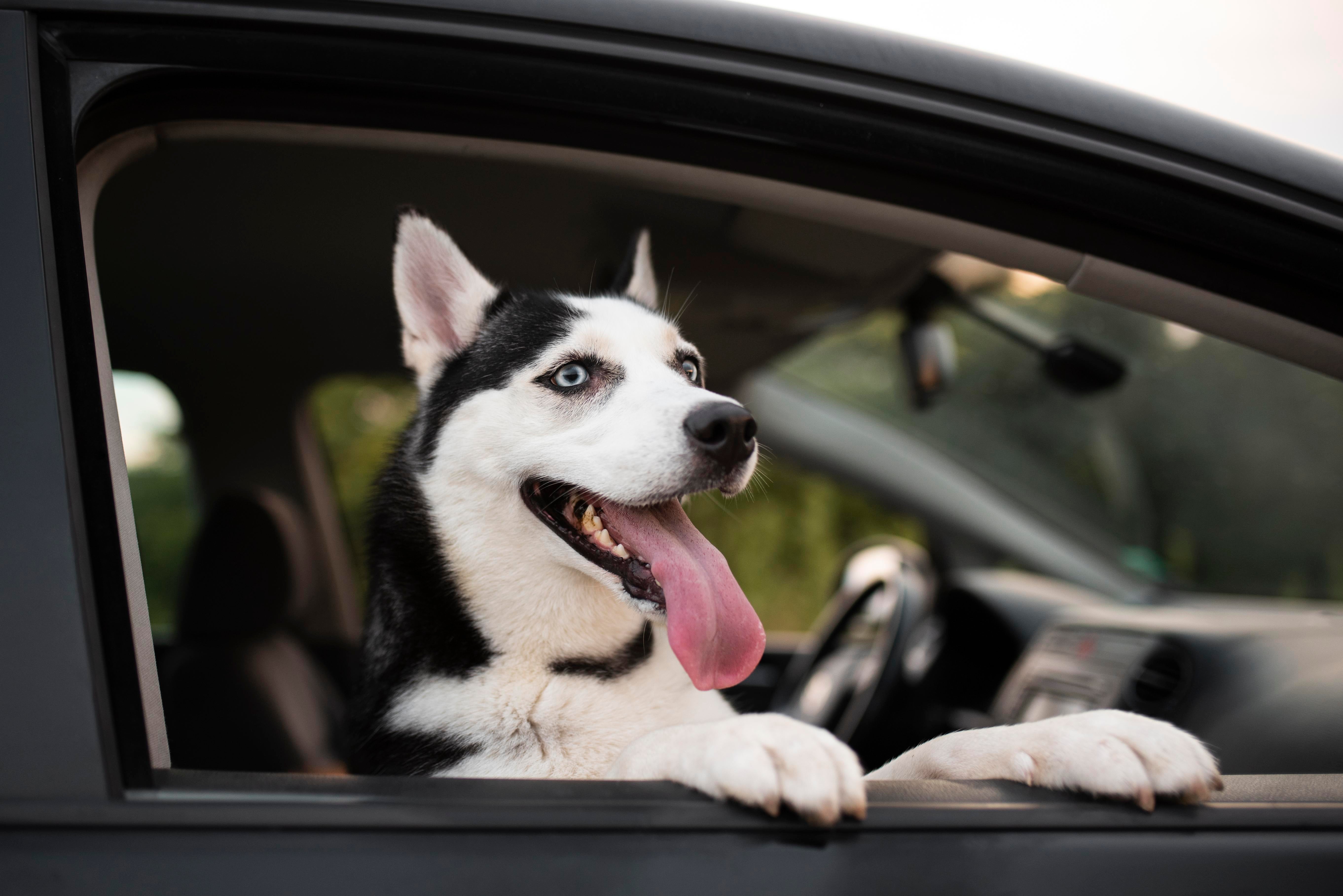 Ensuring Safe Travel for Your Furry Friend: A Guide to Pet Car Safety